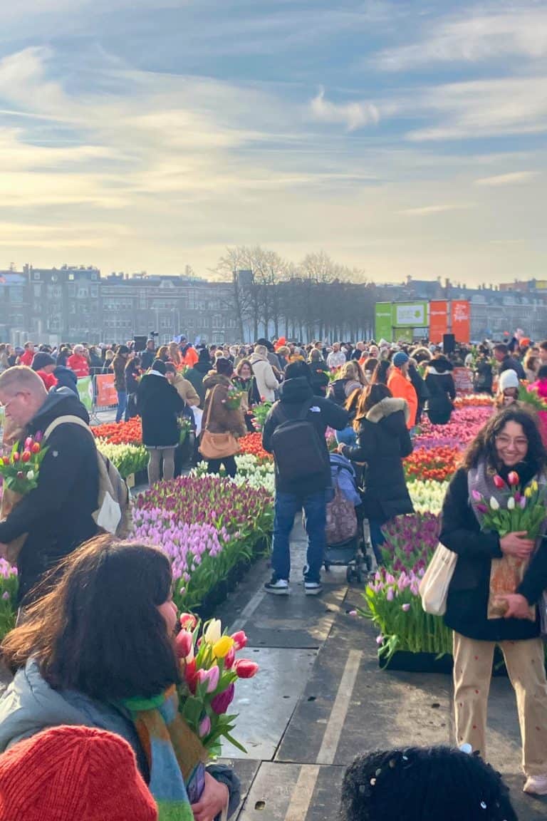 National Tulip Day In Amsterdam 2025: Pick Free Tulips! 🌷