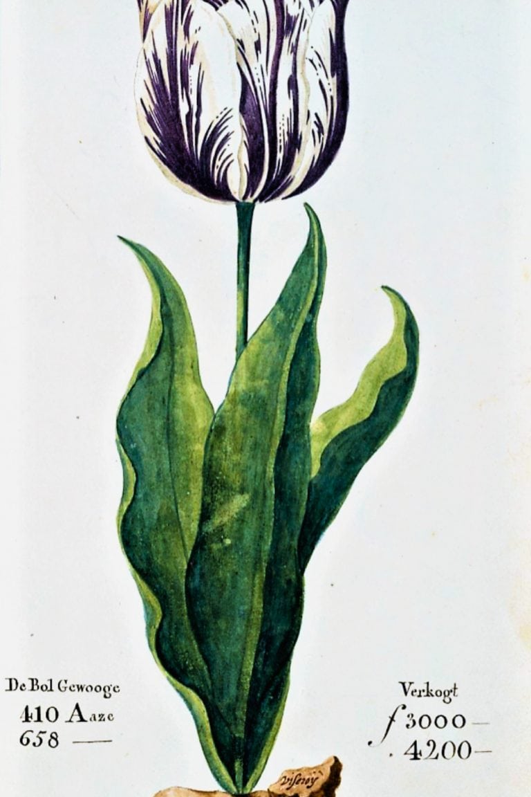 What Is Dutch Tulip Mania? The First Market Bubble Ever 🌷
